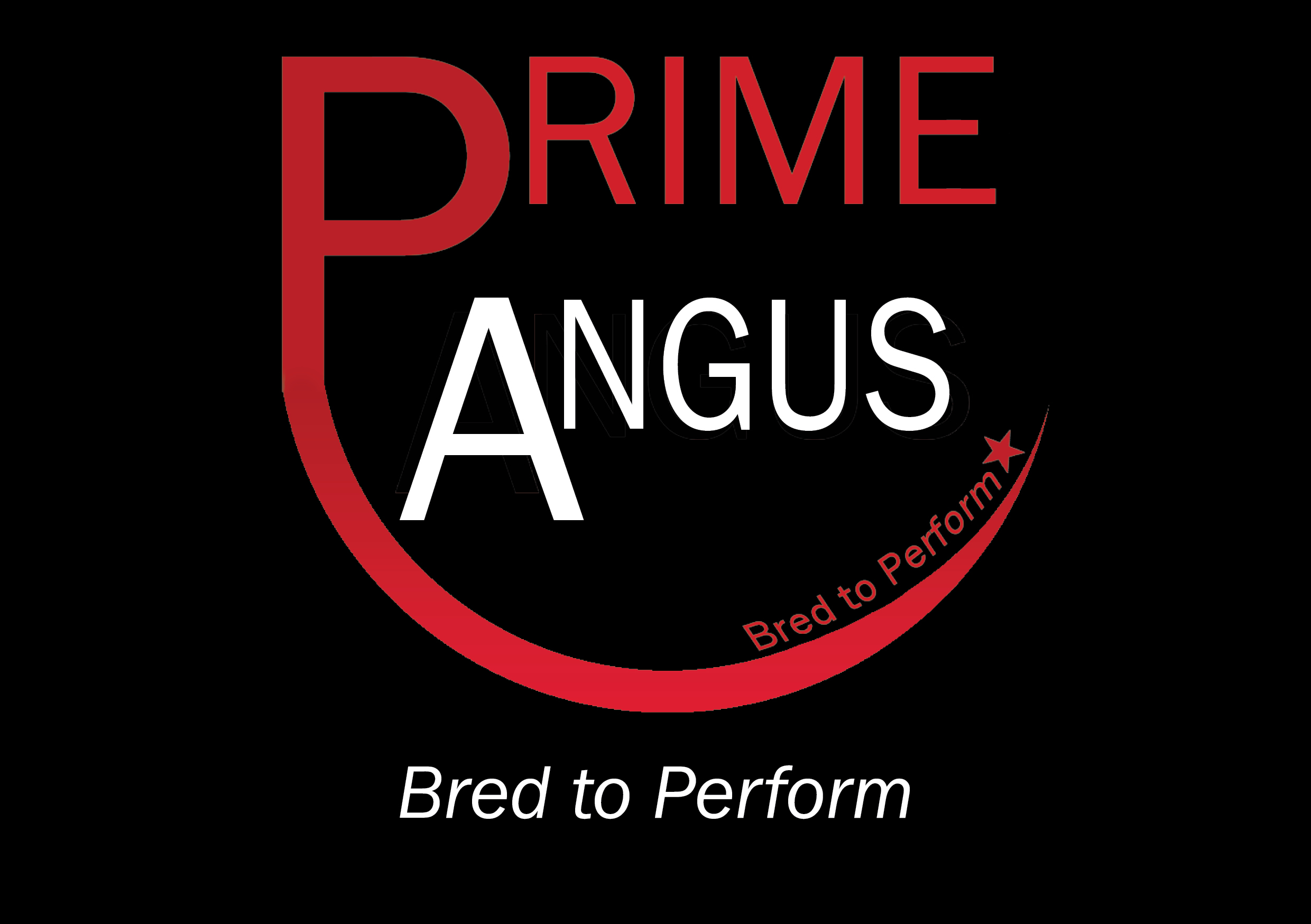 Prime Angus Stud