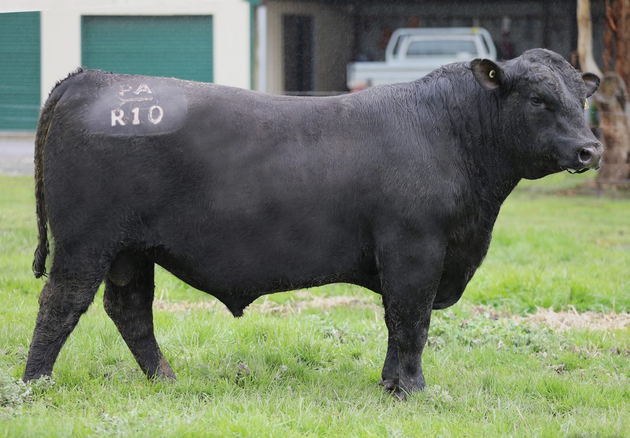 Semen/Stud Sires | Prime Angus Stud