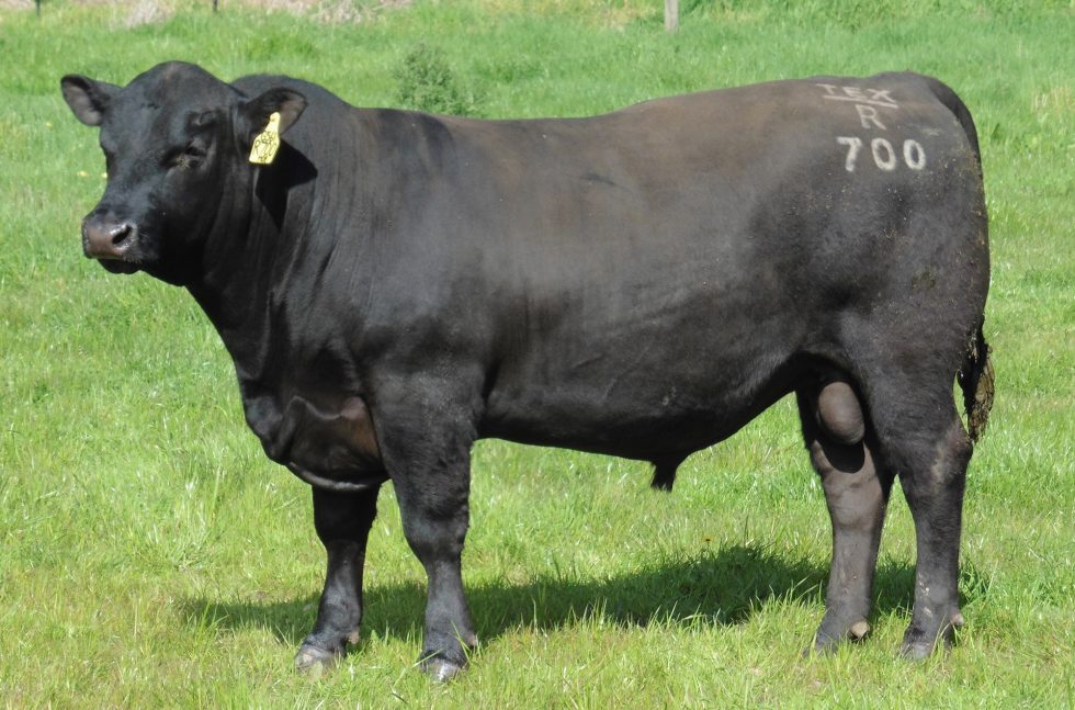 Semen/Stud Sires | Prime Angus Stud